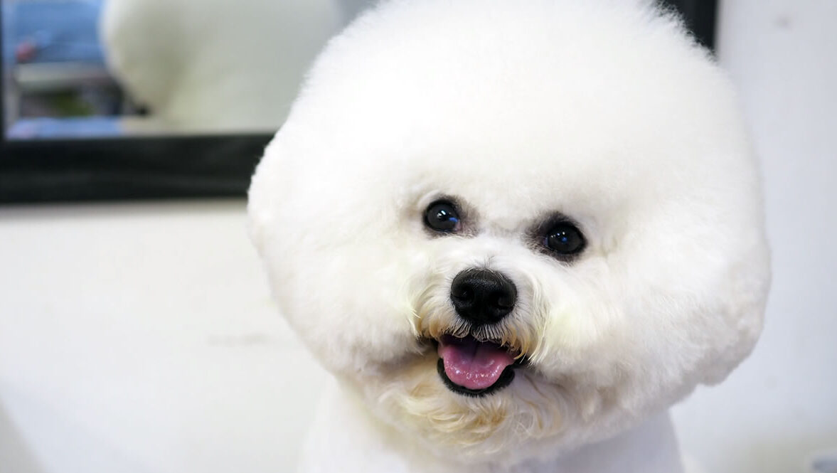 犬の美容室コロン | 岐阜市トリミング ビションたちが元気にお出迎え♬