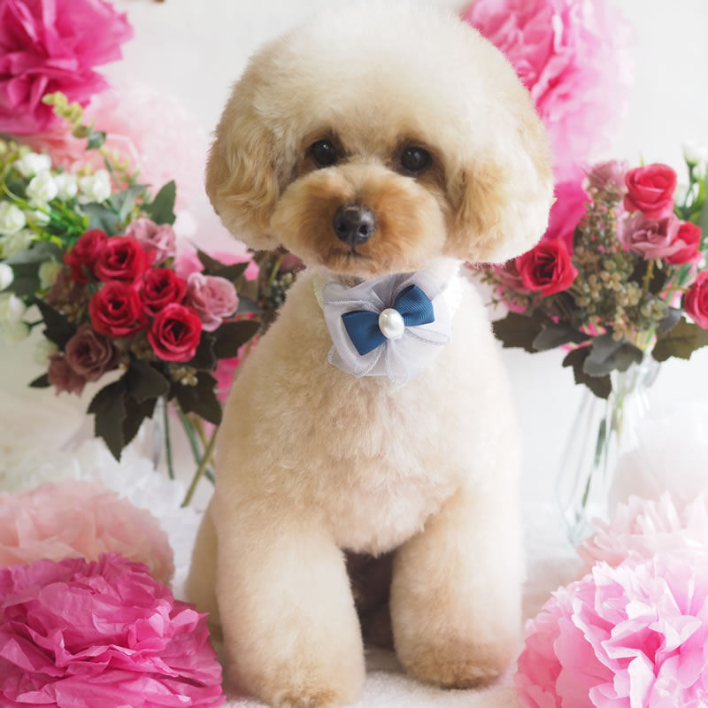 コロンの特徴 | 犬の美容室コロン