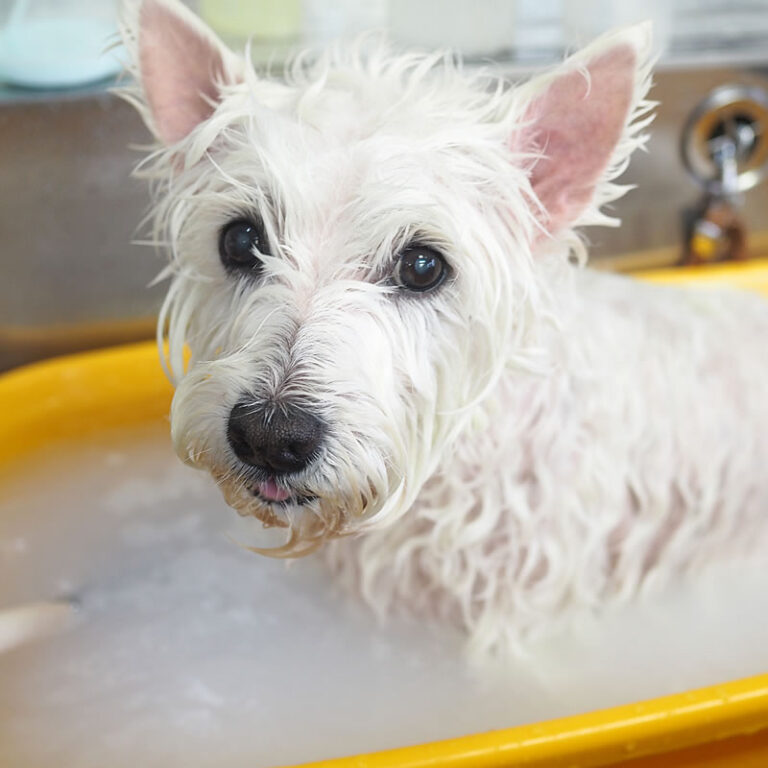 メニュー＆料金 | DOG.OASIS.コロン