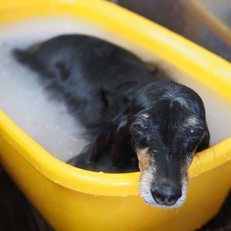 メニュー＆料金 | DOG.OASIS.コロン