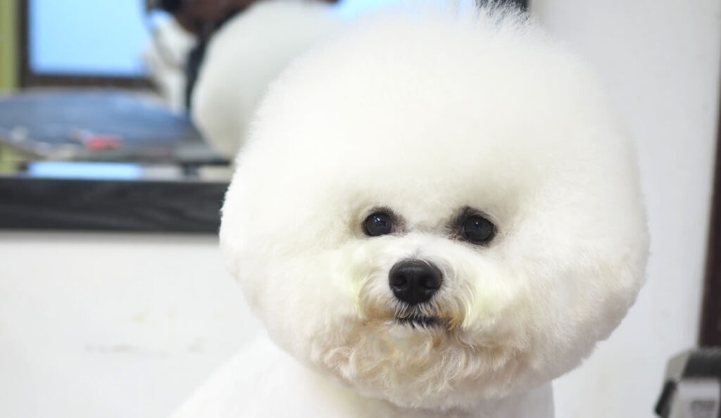 犬の美容室コロン | 岐阜市トリミング ビションたちが元気にお出迎え♬