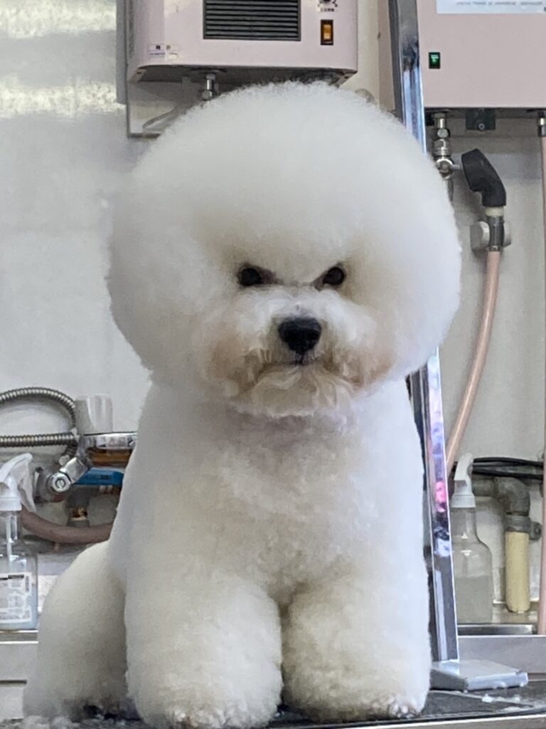 メニュー＆料金 | 犬の美容室コロン