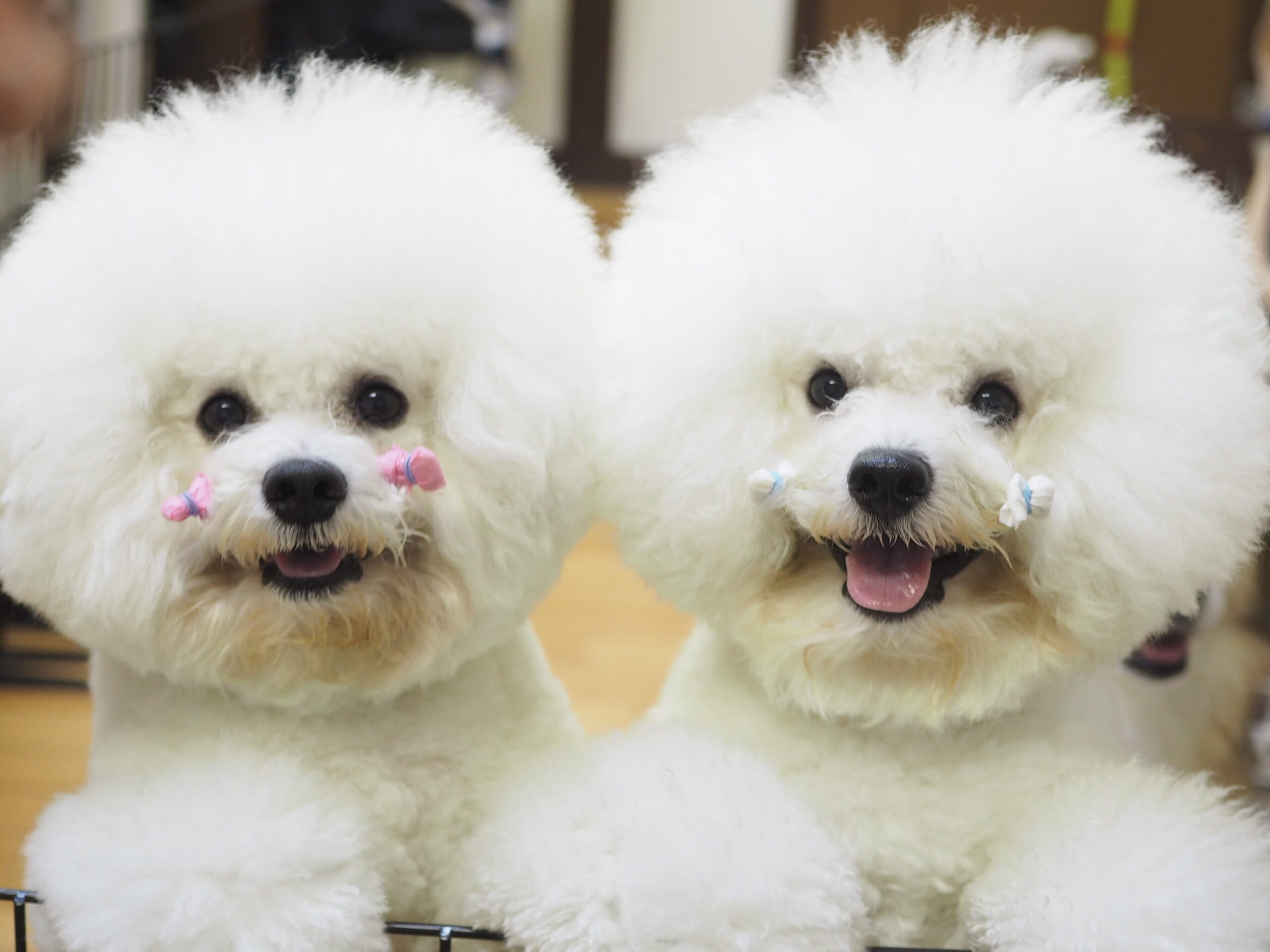 犬の美容室コロン | 岐阜市トリミング ビションたちが元気にお出迎え♬