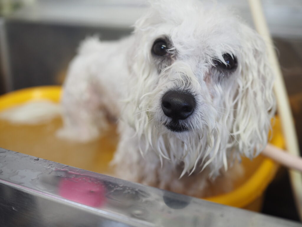 犬の美容室コロン | 岐阜市トリミング ビションたちが元気にお出迎え♬
