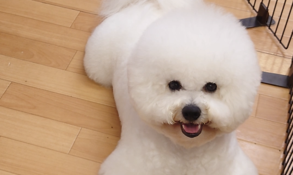 犬の美容室コロン | 岐阜市トリミング ビションたちが元気にお出迎え♬