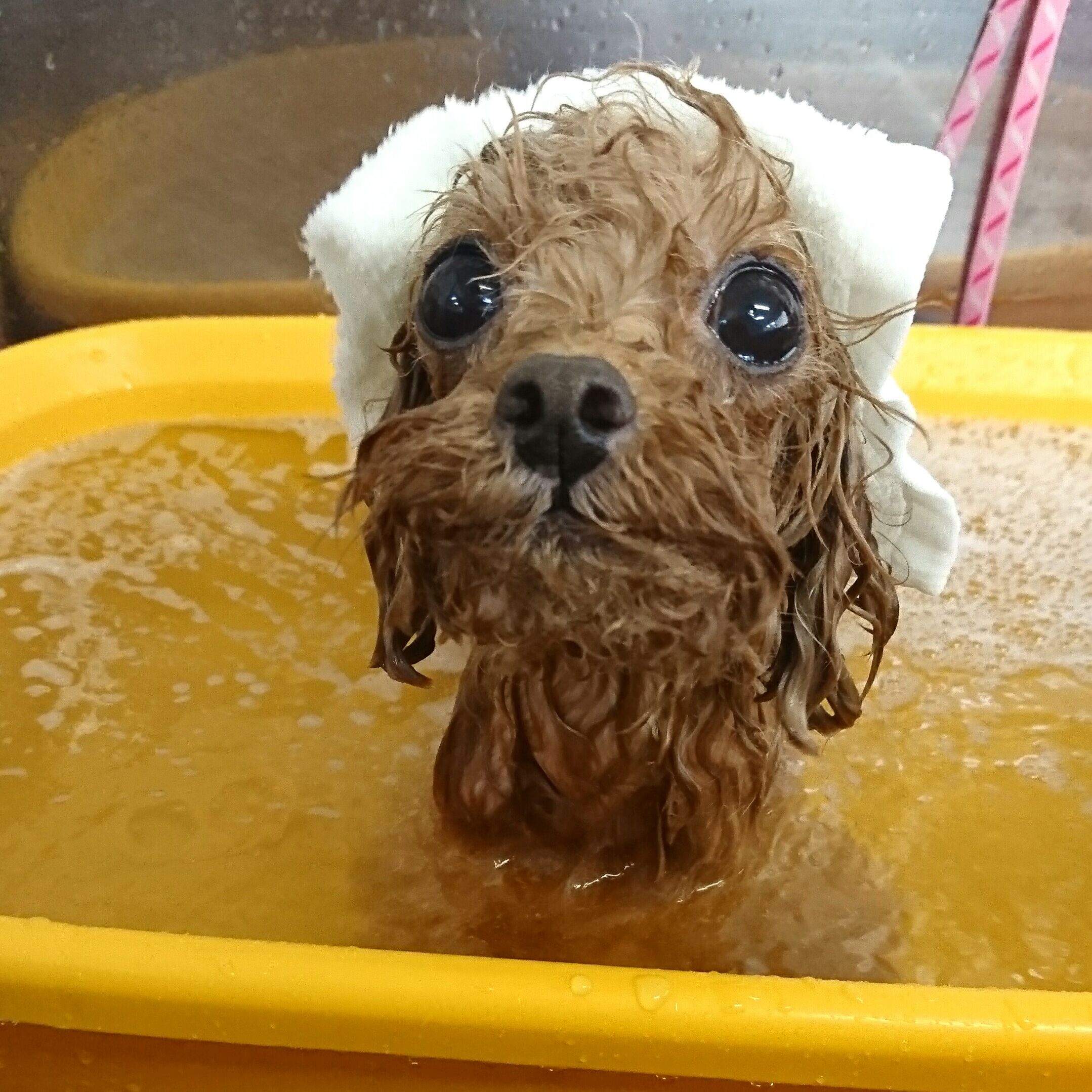 メニュー＆料金 | 犬の美容室コロン