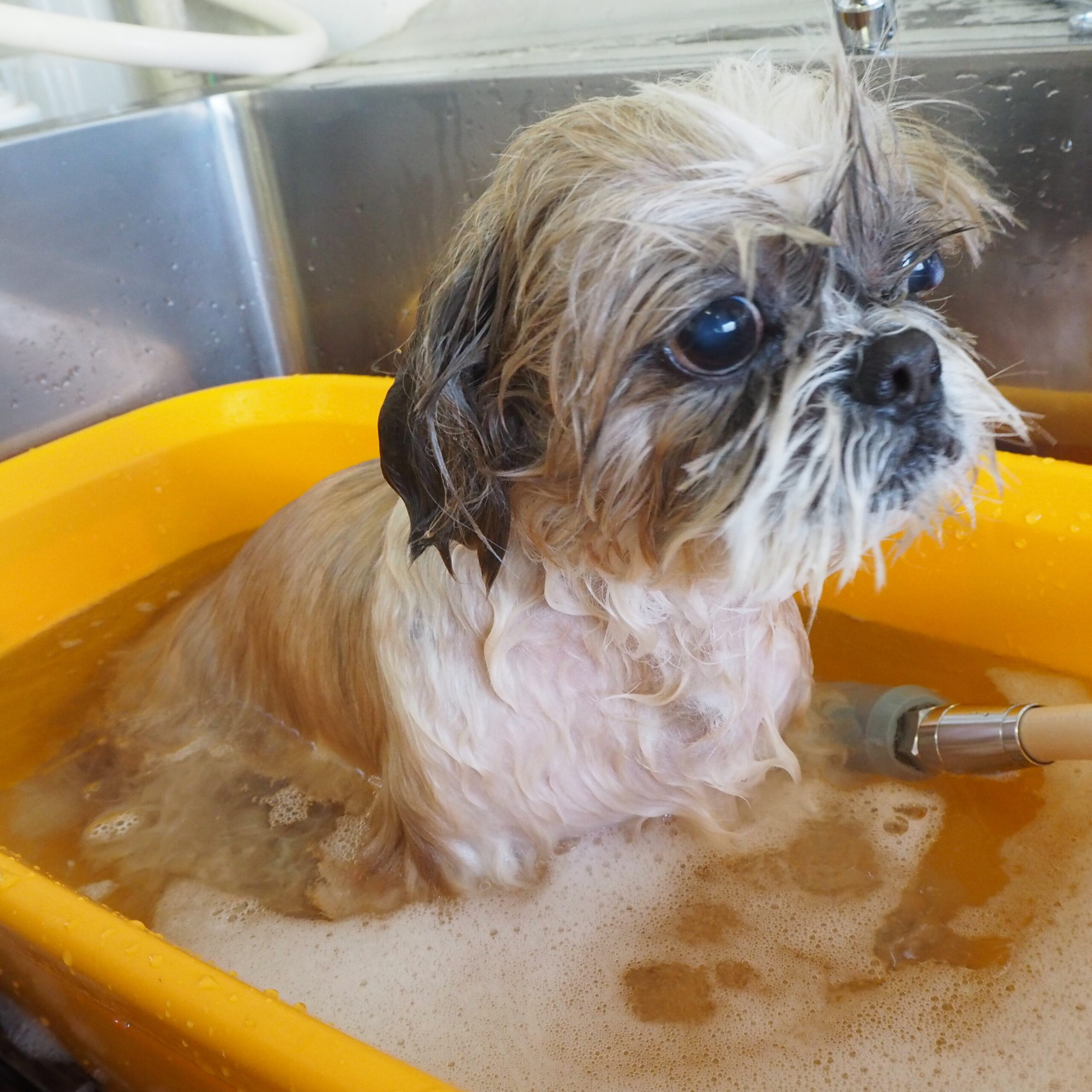 メニュー＆料金 | 犬の美容室コロン