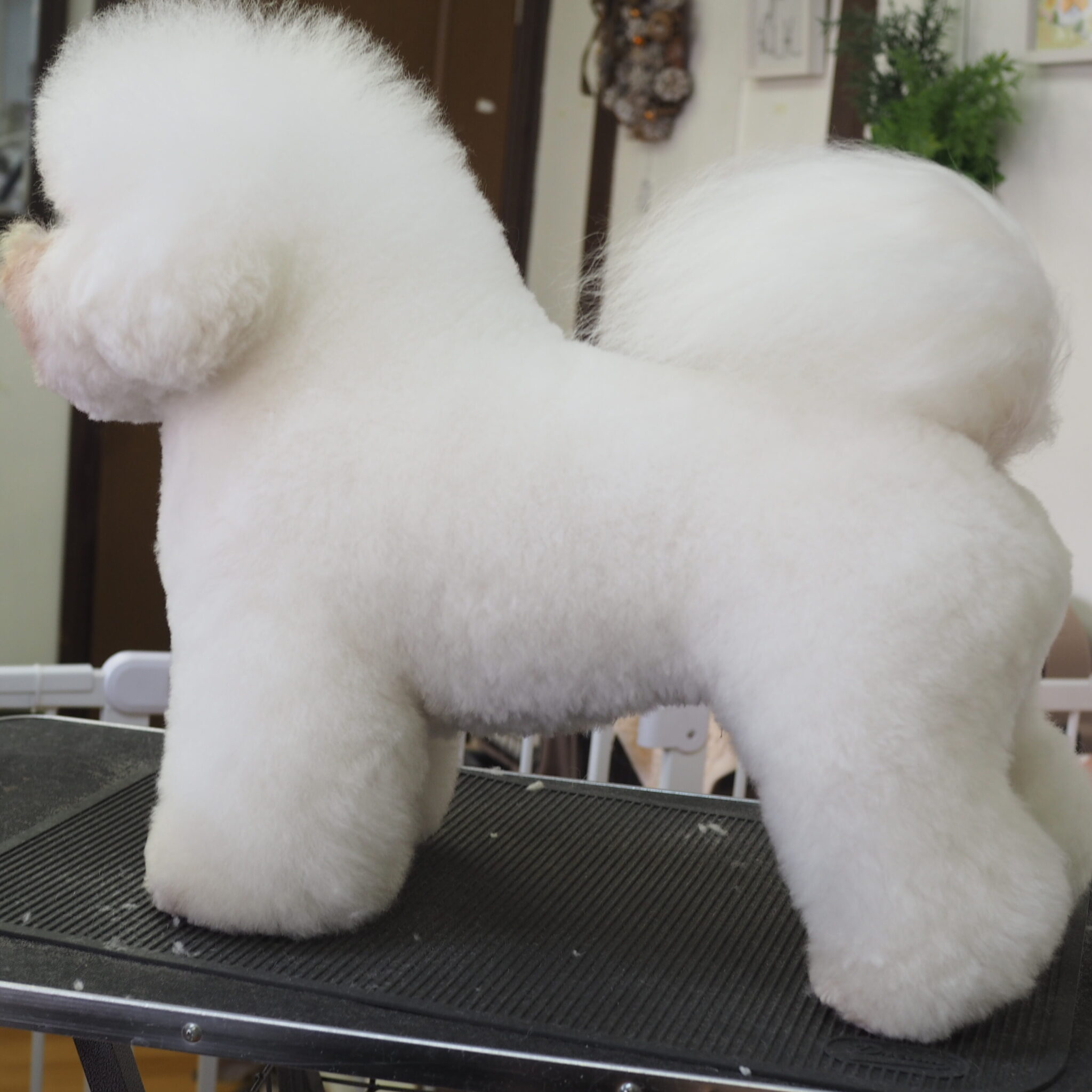 メニュー＆料金 | DOG.OASIS.コロン