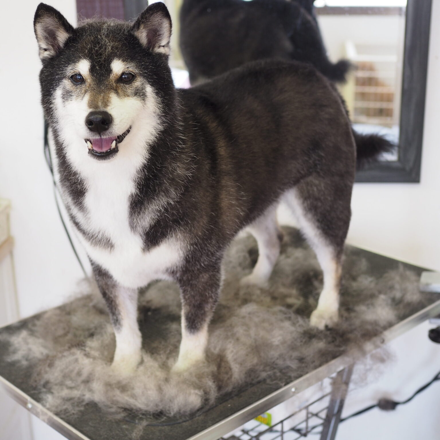 メニュー＆料金 | DOG.OASIS.コロン