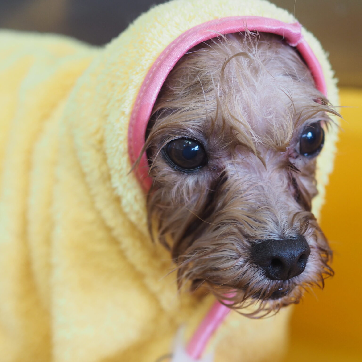 メニュー＆料金 | DOG.OASIS.コロン