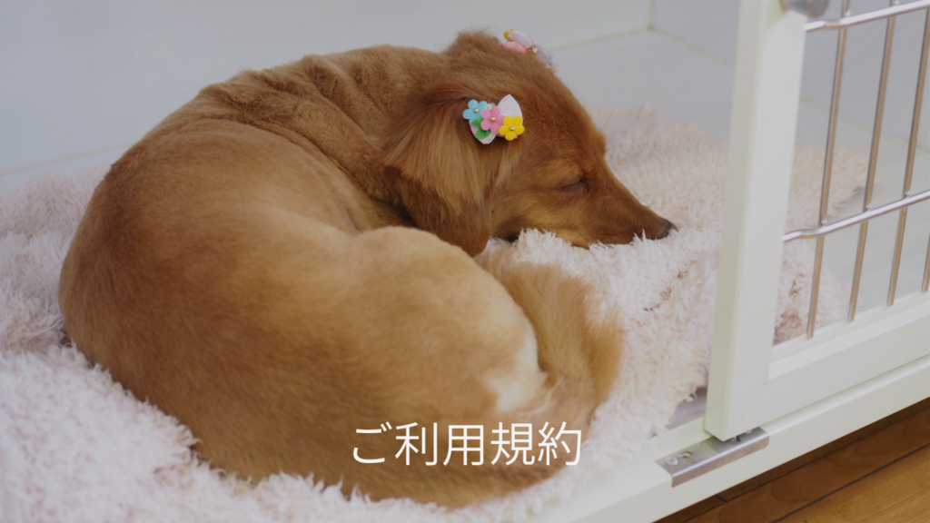 犬の美容室コロン | 岐阜市トリミング ビションたちが元気にお出迎え♬