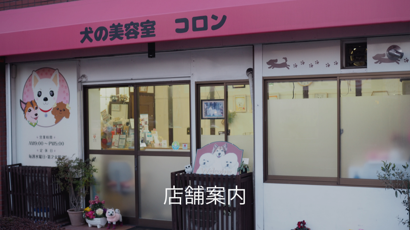犬の美容室コロン | 岐阜市トリミング ビションたちが元気にお出迎え♬