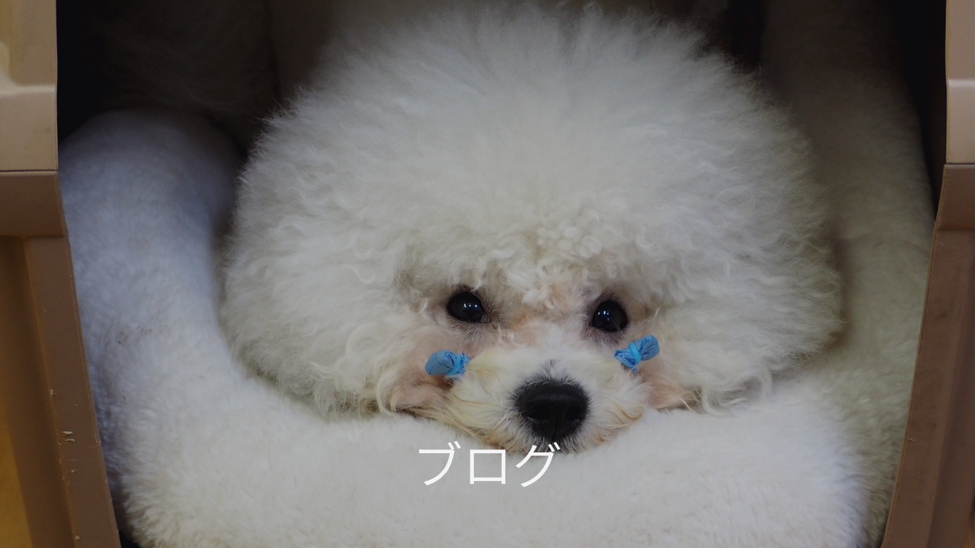 犬の美容室コロン | 岐阜市トリミング ビションたちが元気にお出迎え♬