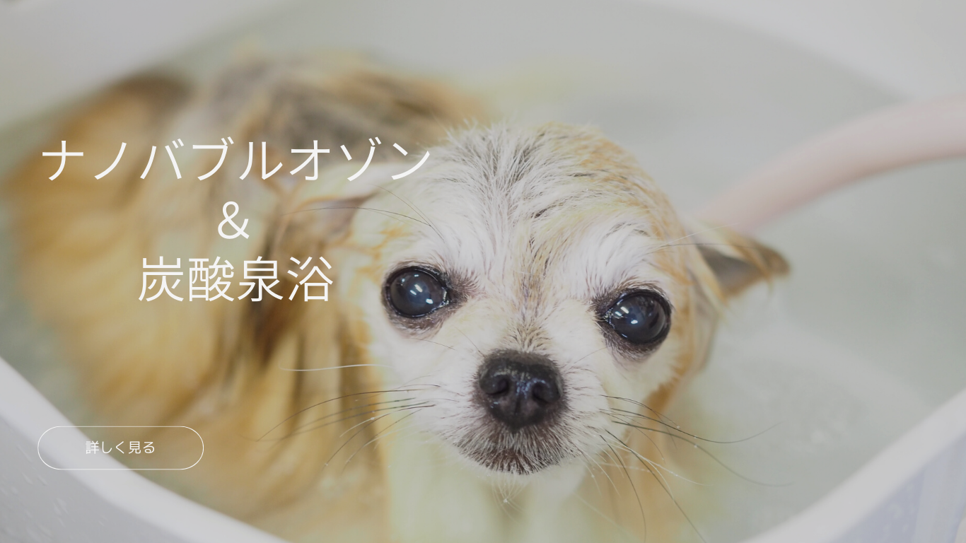 犬の美容室コロン | 岐阜市トリミング ビションたちが元気にお出迎え♬