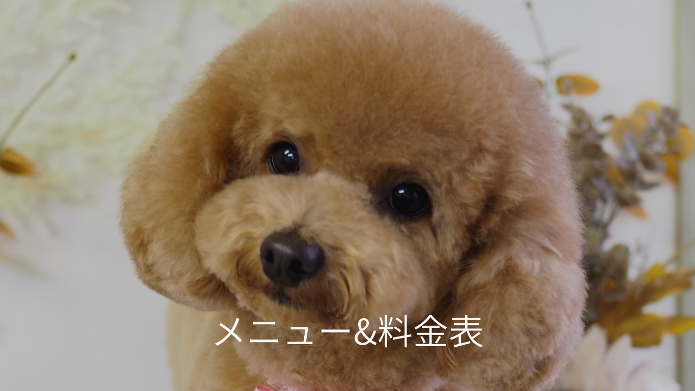 犬の美容室コロン | 岐阜市トリミング ビションたちが元気にお出迎え♬