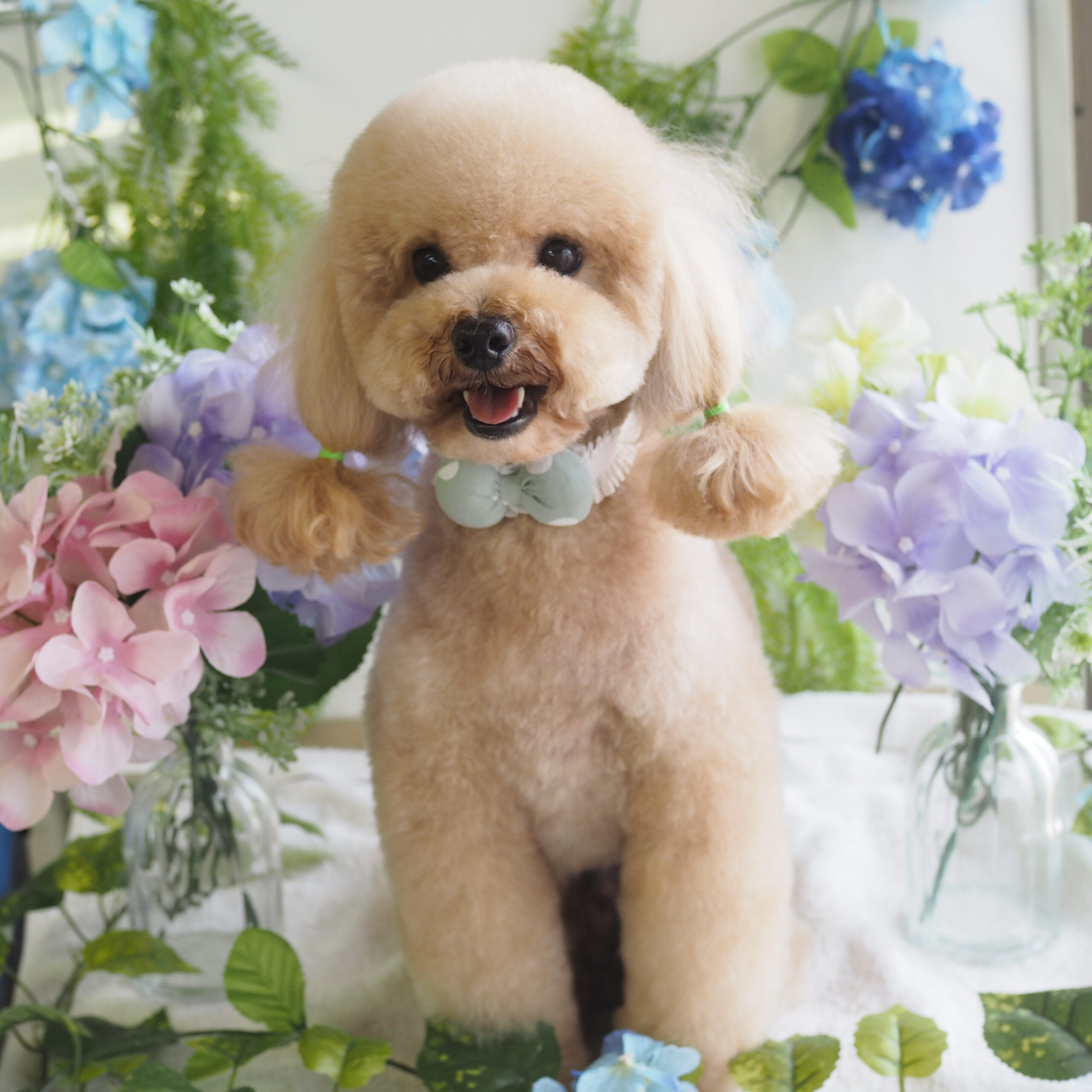 メニュー＆料金 | 犬の美容室コロン