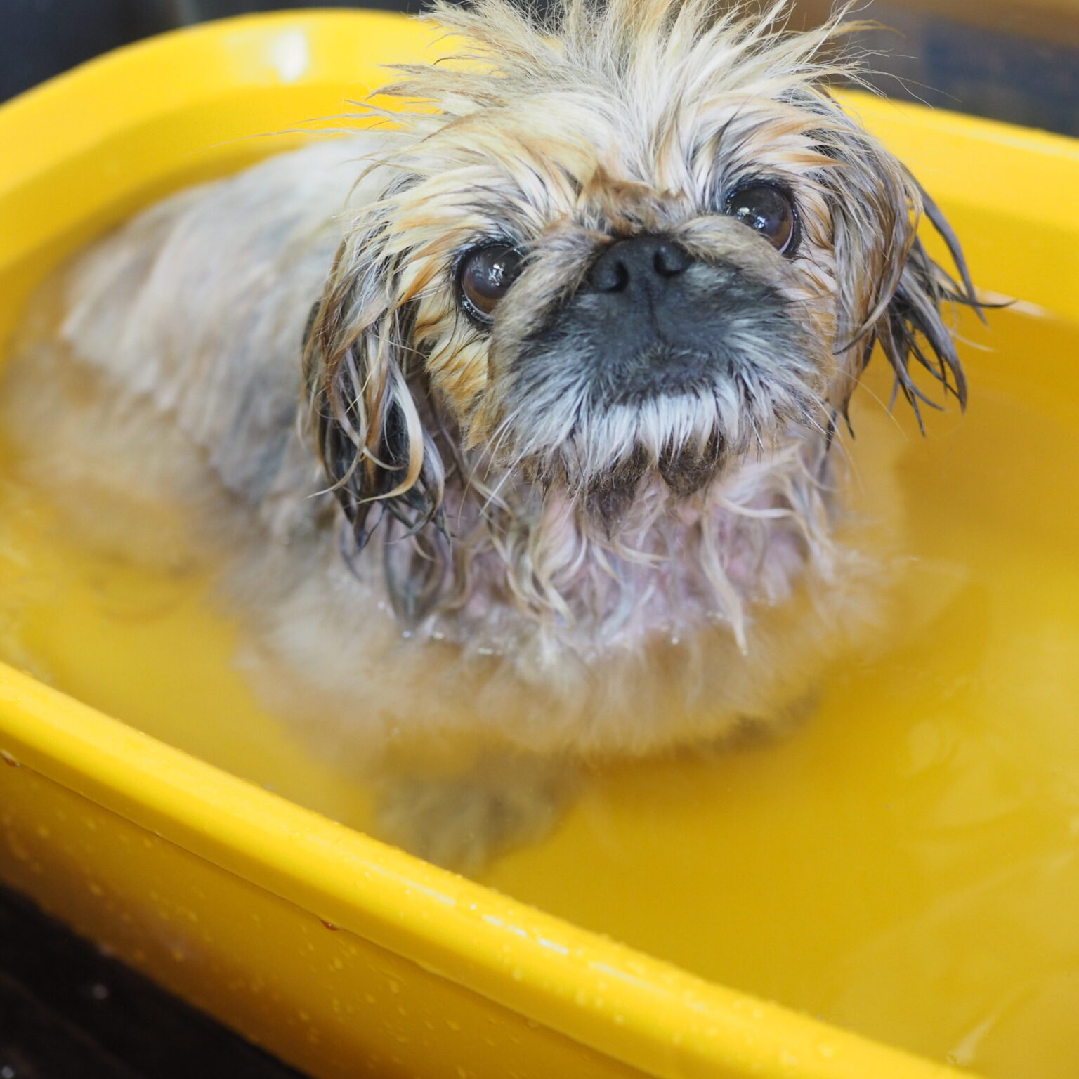 メニュー＆料金 | DOG.OASIS.コロン