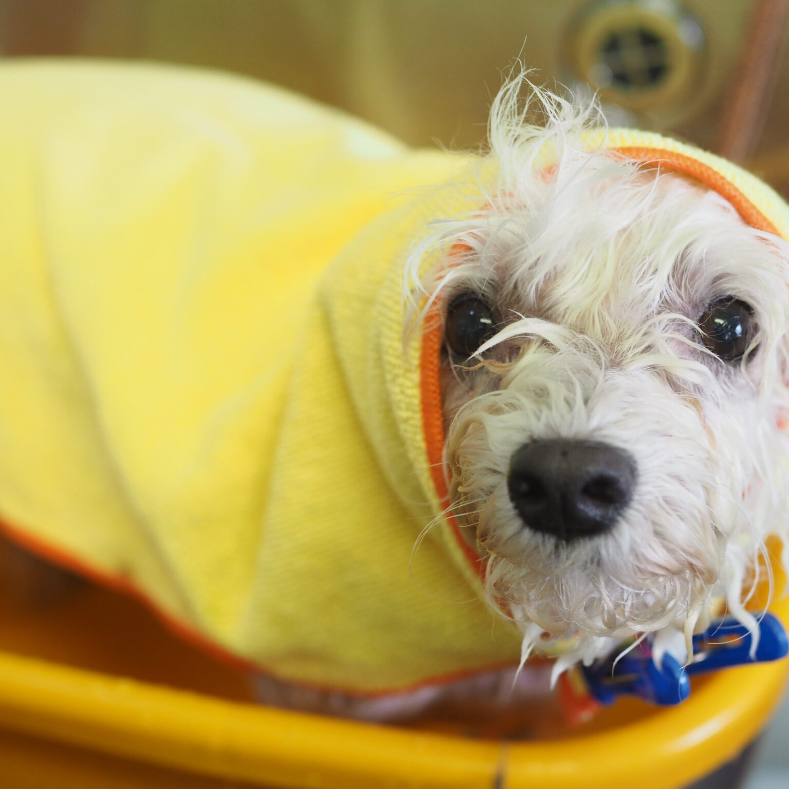 メニュー＆料金 | DOG.OASIS.コロン