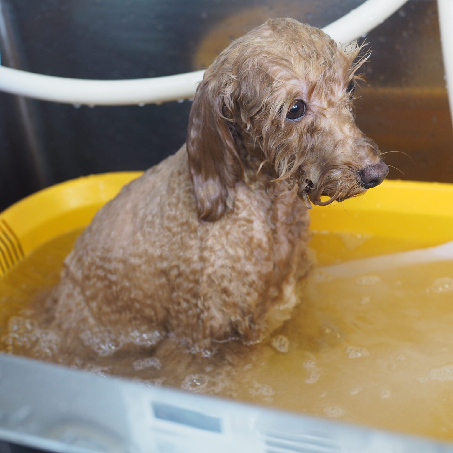 メニュー＆料金 | DOG.OASIS.コロン